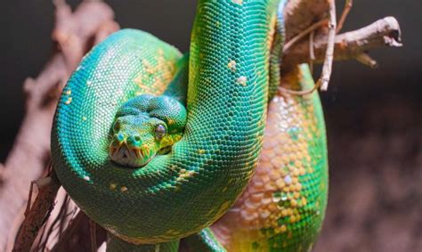 Ile Zarabia Programista Python
