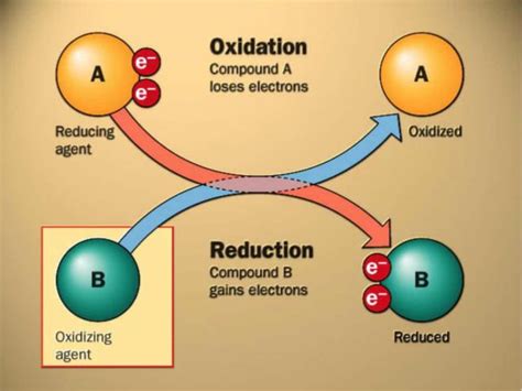 Redox Molecules The Key To Cellular Communication And Health Balance Coolest Tech Ever