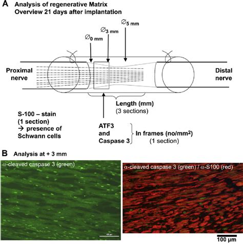 A Overview Of The Quantification Of Matrix Axonal Outgrowth Download Scientific Diagram