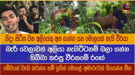 නිදා සිටින වන අලියෙකු අත ගාන්න යන මොලයක් නැති වීරයා Youtube