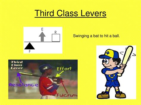 Example Of A Third Class Lever In Sport At Abby Choi Blog