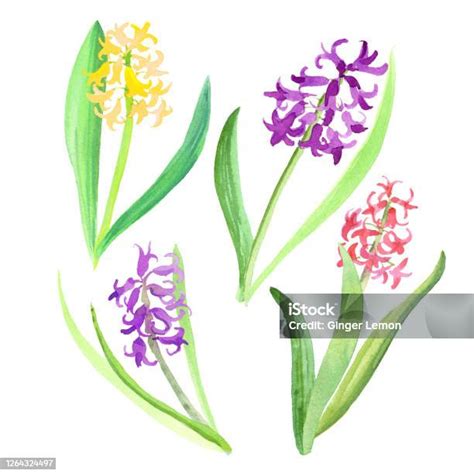 히아신스 일러스트 수채화 봄 꽃 세트 흰색 배경에 고립 된 손으로 그린 꽃 식물 밝은 녹색 잎이있는 핑크 바이올렛 노란색 파스텔 톤 꽃 개체 그룹에 대한 스톡 벡터 아트 및