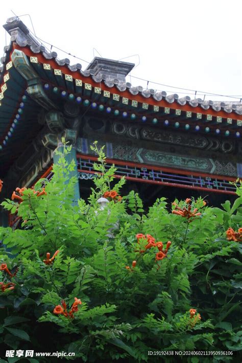 凌霄花 摄影图花草生物世界摄影图库昵图网