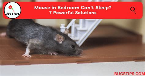 Mouse In Bedroom Can T Sleep 7 Powerful Solutions BugsTips
