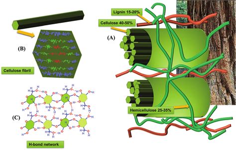 Hemicellulose Examples