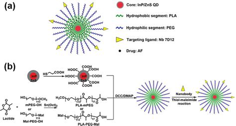 A A Nanobody Conjugated Micelleqd Hybrid Composed Of Peg Pla Micelles