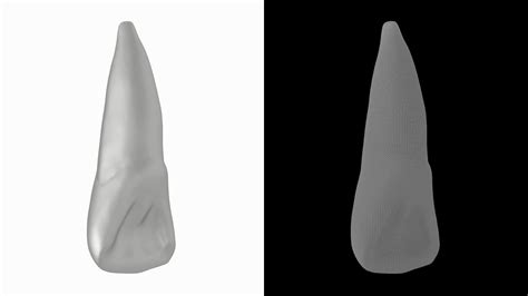 Human Upper Left Central Incisor Tooth 3d Model By Valerii Kaliuzhnyi