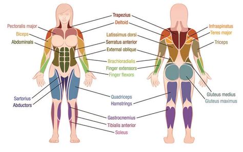 Annotated Diagram Of Muscles In The Human Body