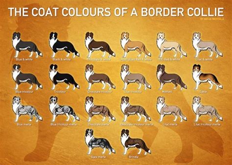 Border Collie Color Chart Border Collie Border Collie Colors Border Collie Merle