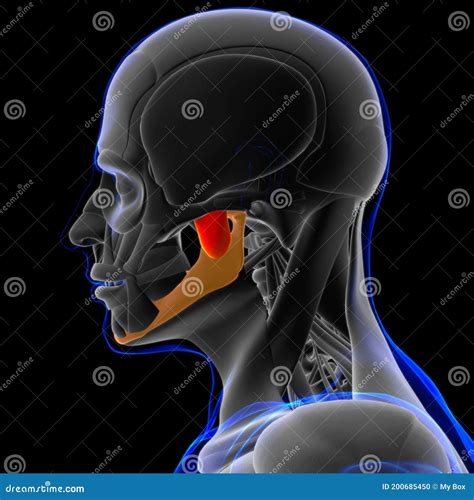 Anatomie Profonde Masseter Musculaires Pour Le Concept Médical 3d