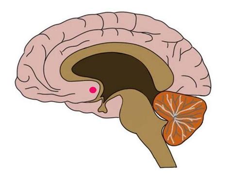 Ventral Striatum Definition — Neuroscientifically Challenged