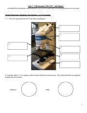 Microscopy Cells Lab Report Doc Lab Microscopy The Cell Lab Report AS A REMINDER