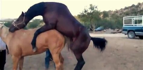 Brown Stallion Fucking A Horny Mare From Behind Zoo Tube 1