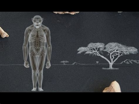 Australopithecus Afarensis Documentary ”your Inner Fish” Fun