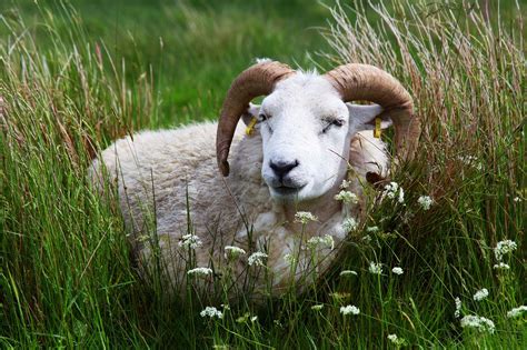 Domba Alam Pegunungan Foto Gratis Di Pixabay