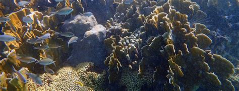 Fringing Coral Reef