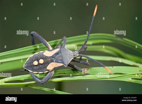 Australian Crusader Bug Nymph Stock Photo Alamy