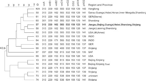 Dendrogram Based On The Mlva Genotyping Assay Showing Relationships Of Download Scientific