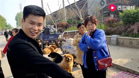 農村熱鬧狗市，大哥準備買哈士奇，找到之後卻不要啦，這是為啥？ Youtube