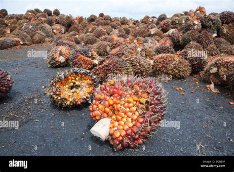 Oil Palm Fruit Bunch