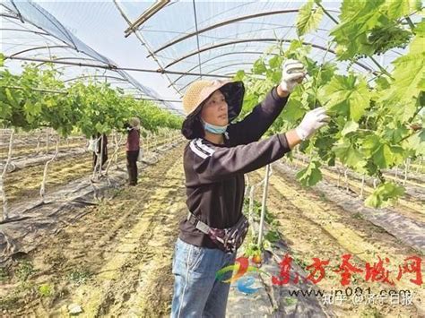 小葡萄串起致富大梦想 知乎