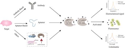 Bioengineering Free Full Text Recent Advances In Crispr Cas Based Biosensors For Protein