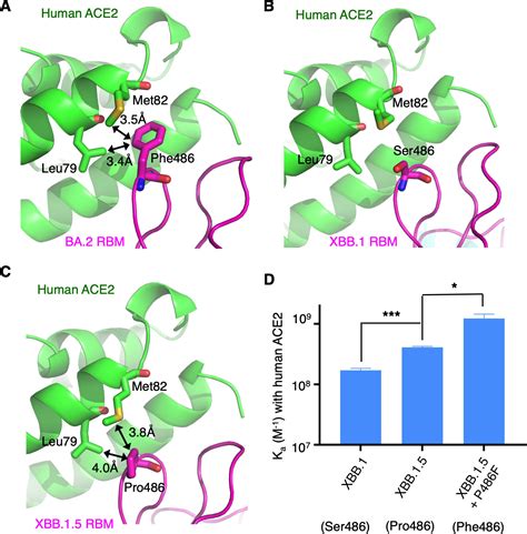 Structural Evolution Of Sars Cov 2 Omicron In Human Receptor
