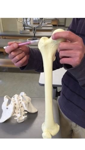 Anatomy Lab Exam 3 Flashcards Quizlet