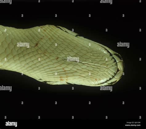 Underside Of The Head Of An Indian Python Python Molurus Showing The