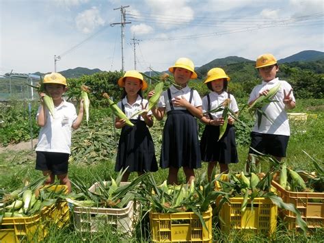 2023年7月18日 トウモロコシ収穫 活動報告 紀の川市立上名手小学校