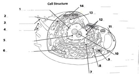 Cell Structure Flashcards Quizlet