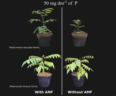 Mycorrhizal Inoculation And Phosphorus Fertilization Show Contrasts On Native Species Of The