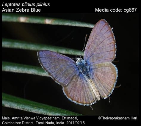 Leptotes Plinius Butterfly