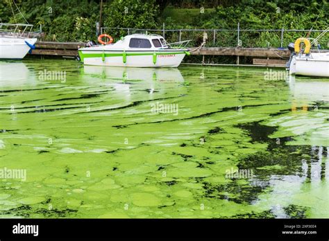 Antrim Northern Ireland August 3rd 2024 Toxic Cyanobacteria Blue