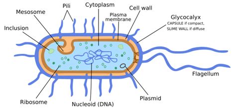 Microorganisms Friend And Foe Class 8 Ncert Notes Cbse Class Notes