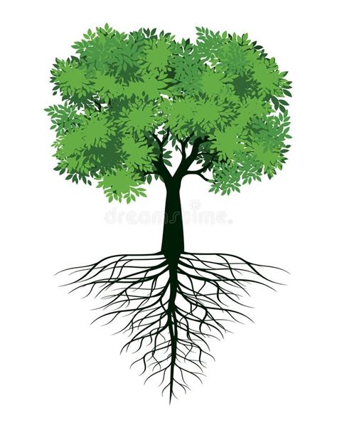 FRESH Green Tree With Leaves And Roots Vector Outline Illustration Plant In Garden Stock