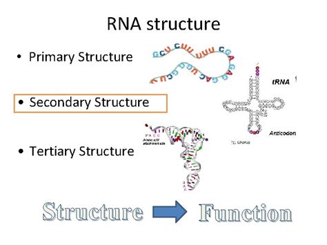 Rna Secondary Structure Prediction Rna Role In Organisms