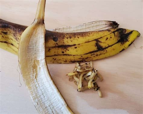 Getting Started In Vermicomposting Composting With Red Worms