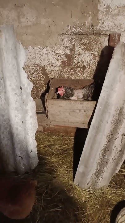 Ціна на домашнє яйце Youtube