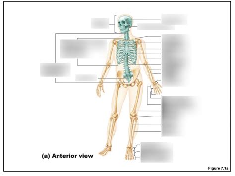 Axial Skeleton Diagram Quizlet