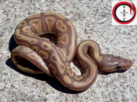 Ball Python Eggs From A 15 Year Young Female Ball Pythons Morphmarket Reptile Community