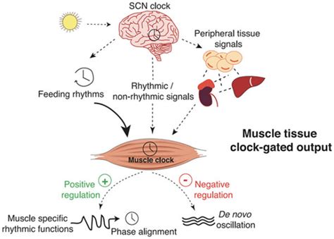 Keeping The Bodys Multiple Clocks In Sync Could Be The Secret To