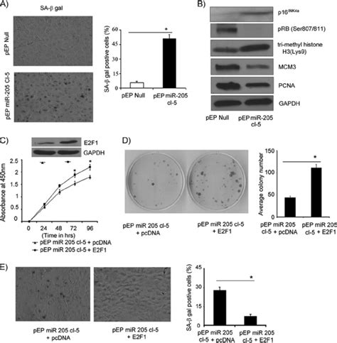 Mir 205 Overexpression Induces Senescence That Is Reversed By E2f1 A