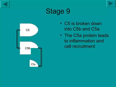 How Complement System Works Lectin Pathway Ppt