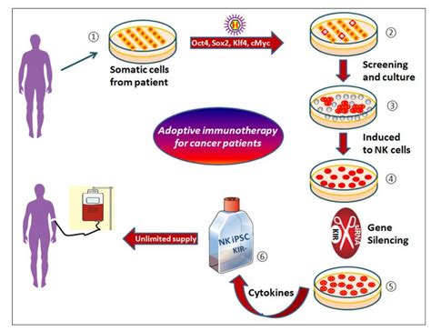 T Cell NK Cell Differentiation Service From IPSC Creative Bioarray