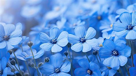 Beautiful Blue Flowers Wallpapers Blue Flowers Background Stock