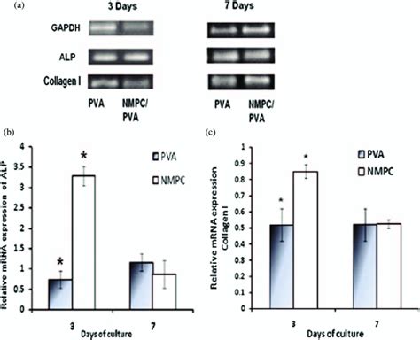Semi Quantitative Reverse Transcriptase Pcr Analysis Of Alp And