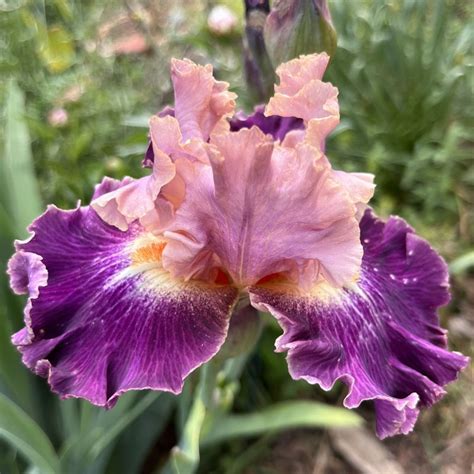 Green Thumbs Galore Iris 3