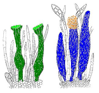 Sexual Reproduction Bryophyte