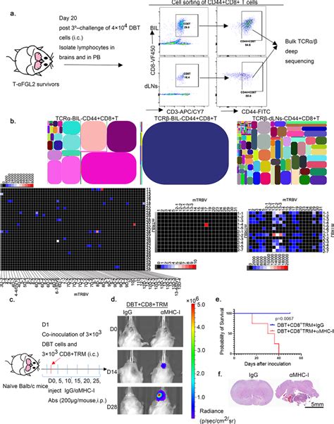 Trm Cells Showed The Presence And Expansion Of Unique T Cell Clones A Download Scientific